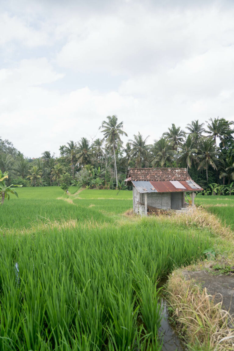 Rice_Field_Walk_Bali_Ubud - glutenfreiumdiewelt.de